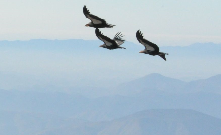 Restoration of the California Condor to Baja California - IUCN SOS
