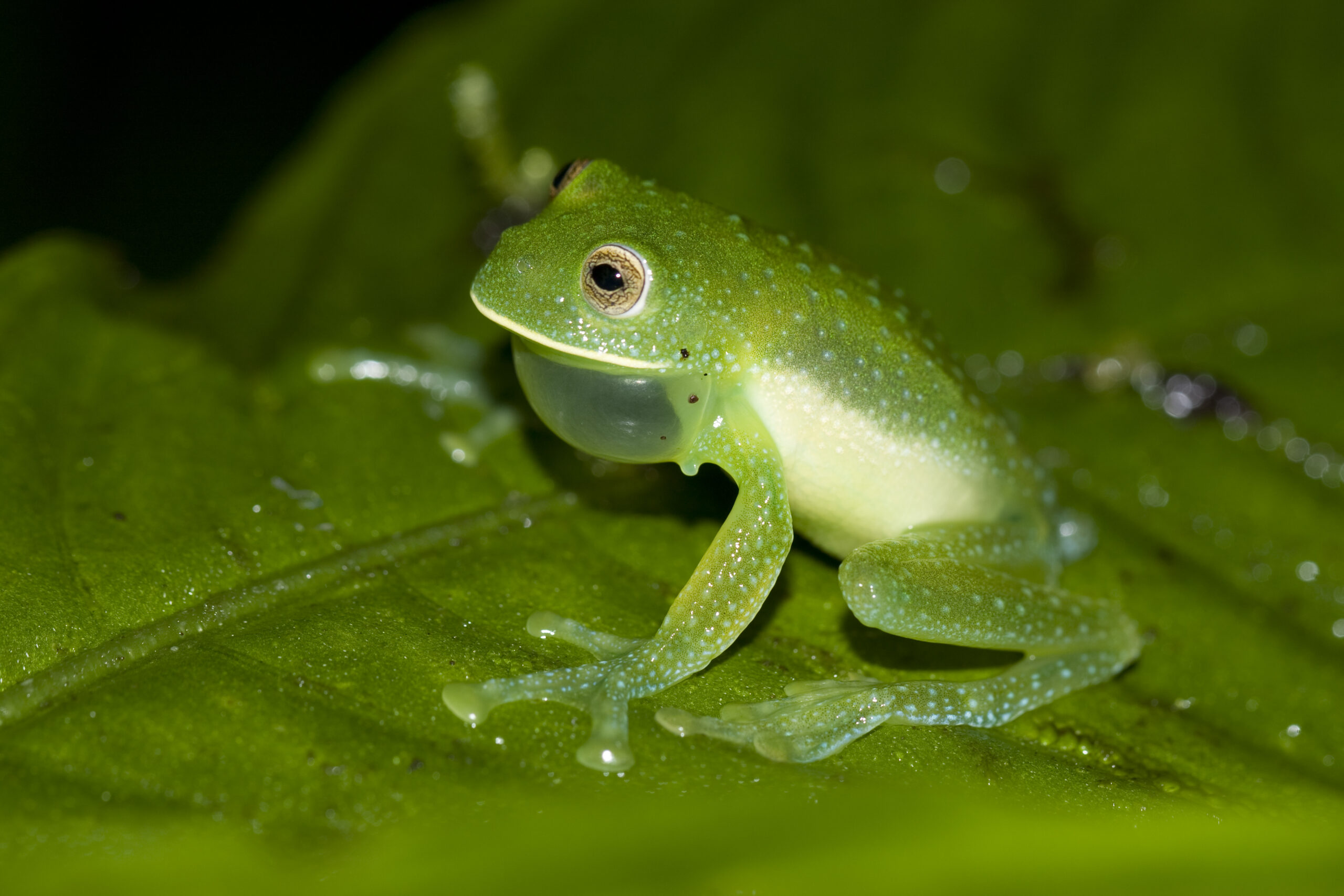 Glass Frog Habitat Map
