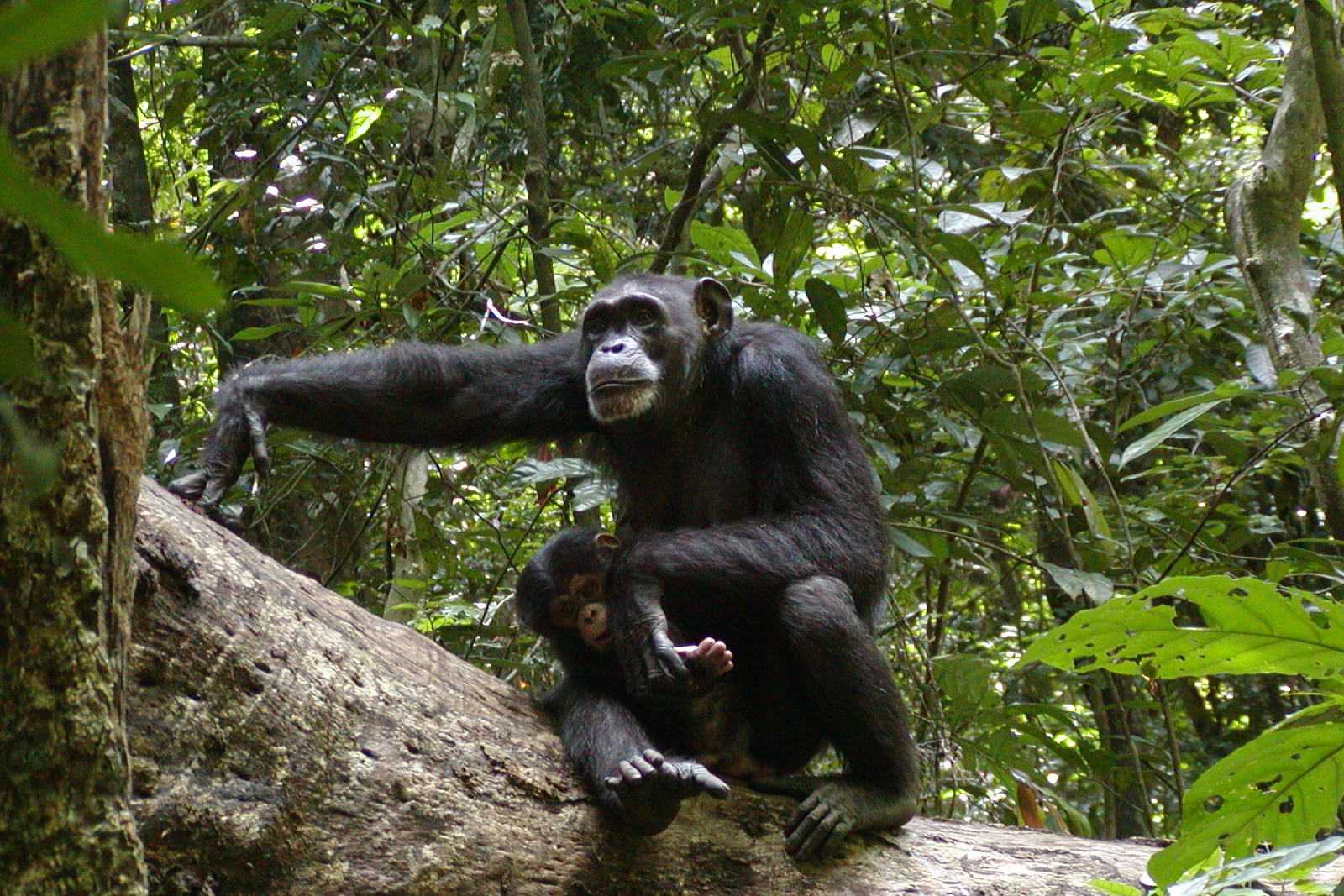 Emergency Ranger Patrols in Liberia’s Threatened Biodiversity Hotspot ...