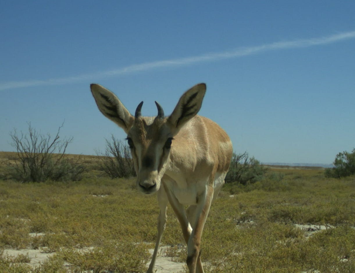Advocacy for the Conservation of the Goitered Gazelle Among Students in ...