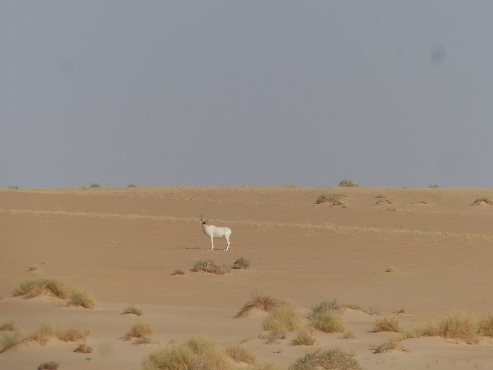 Preserving the last remaining addax population in the wild - IUCN SOS