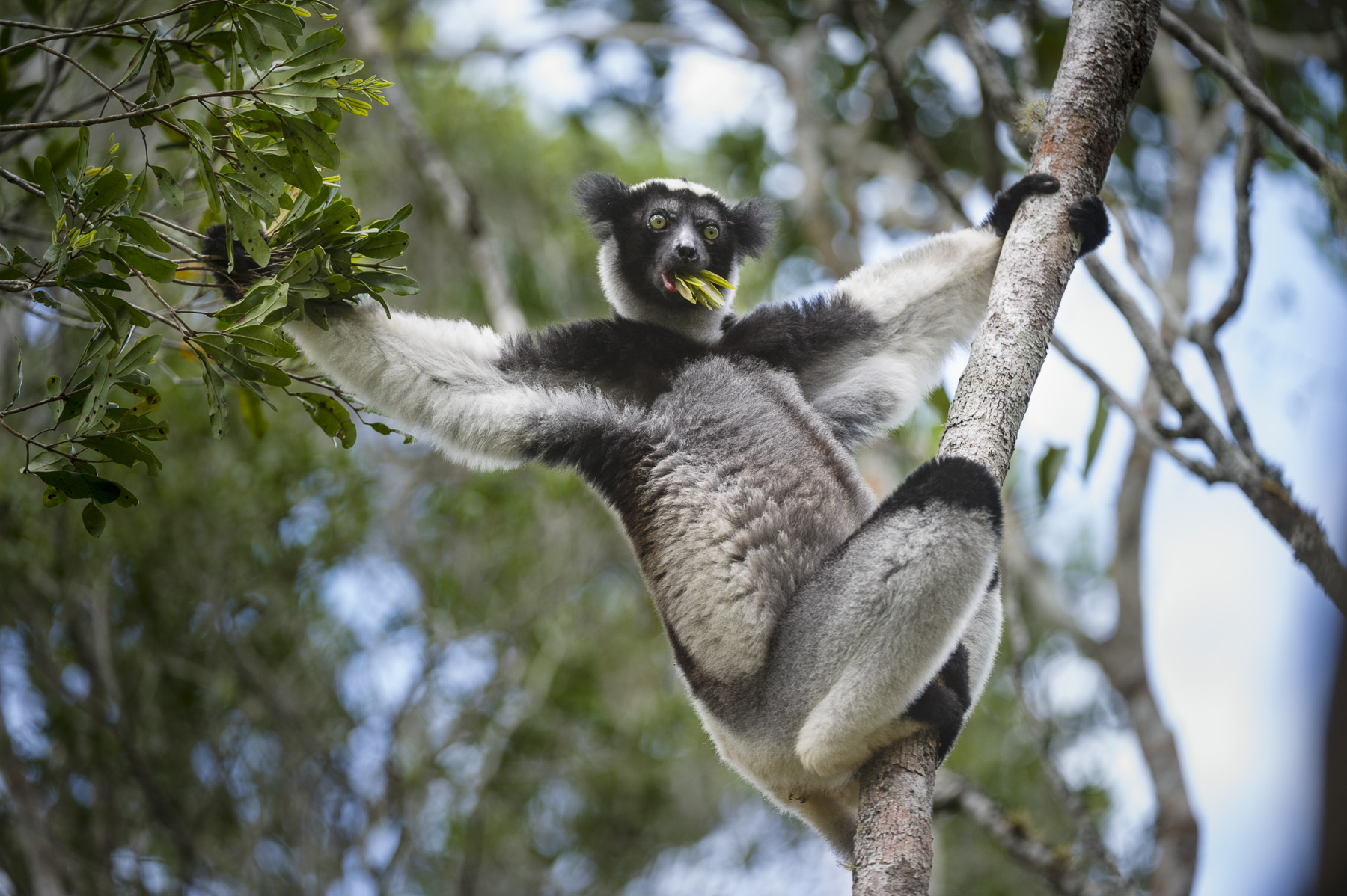 Saving the lemurs of Mangabe and their habitat - IUCN SOS