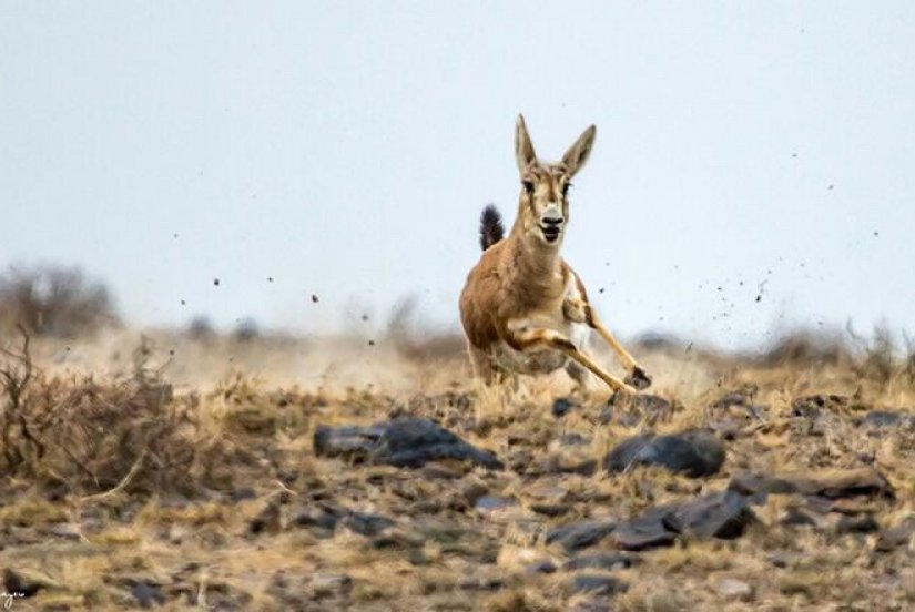 Ensuring the Goitered Gazelle's Migration and Population Development in ...