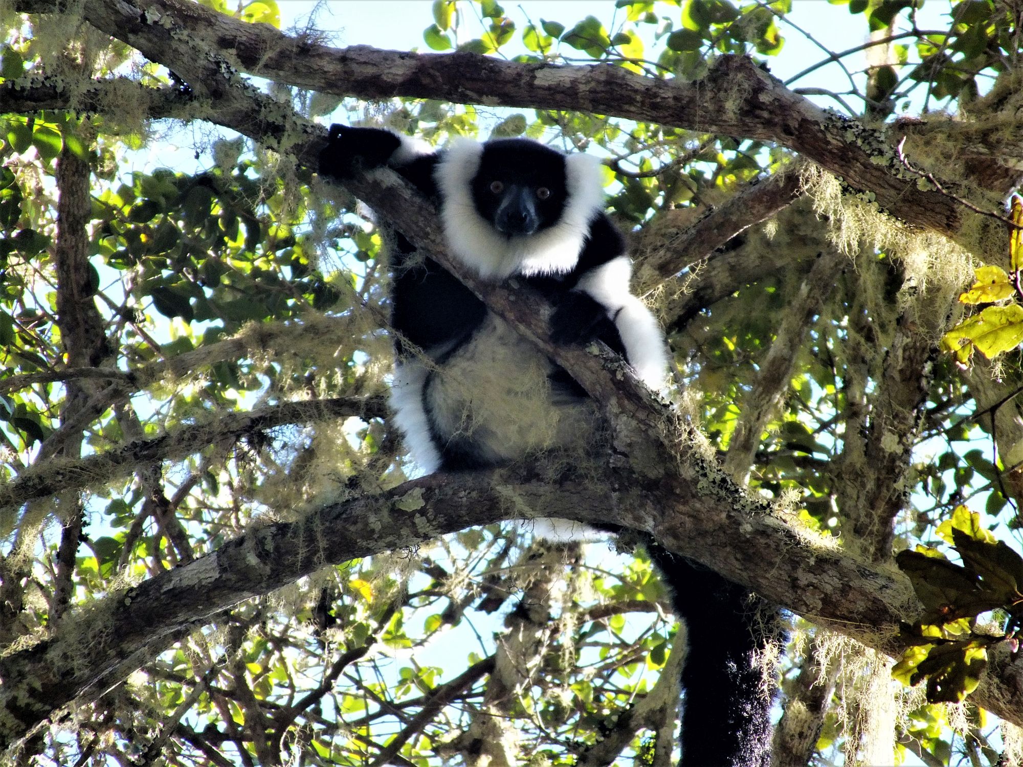 Community Empowerment for the Conservation of Threatened Lemur Species ...