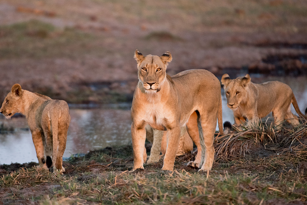 Restoring Threatened Carnivore and Depleted Ungulate Populations in ...