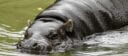 Securing a Future for the Endangered Pygmy Hippo - IUCN SOS