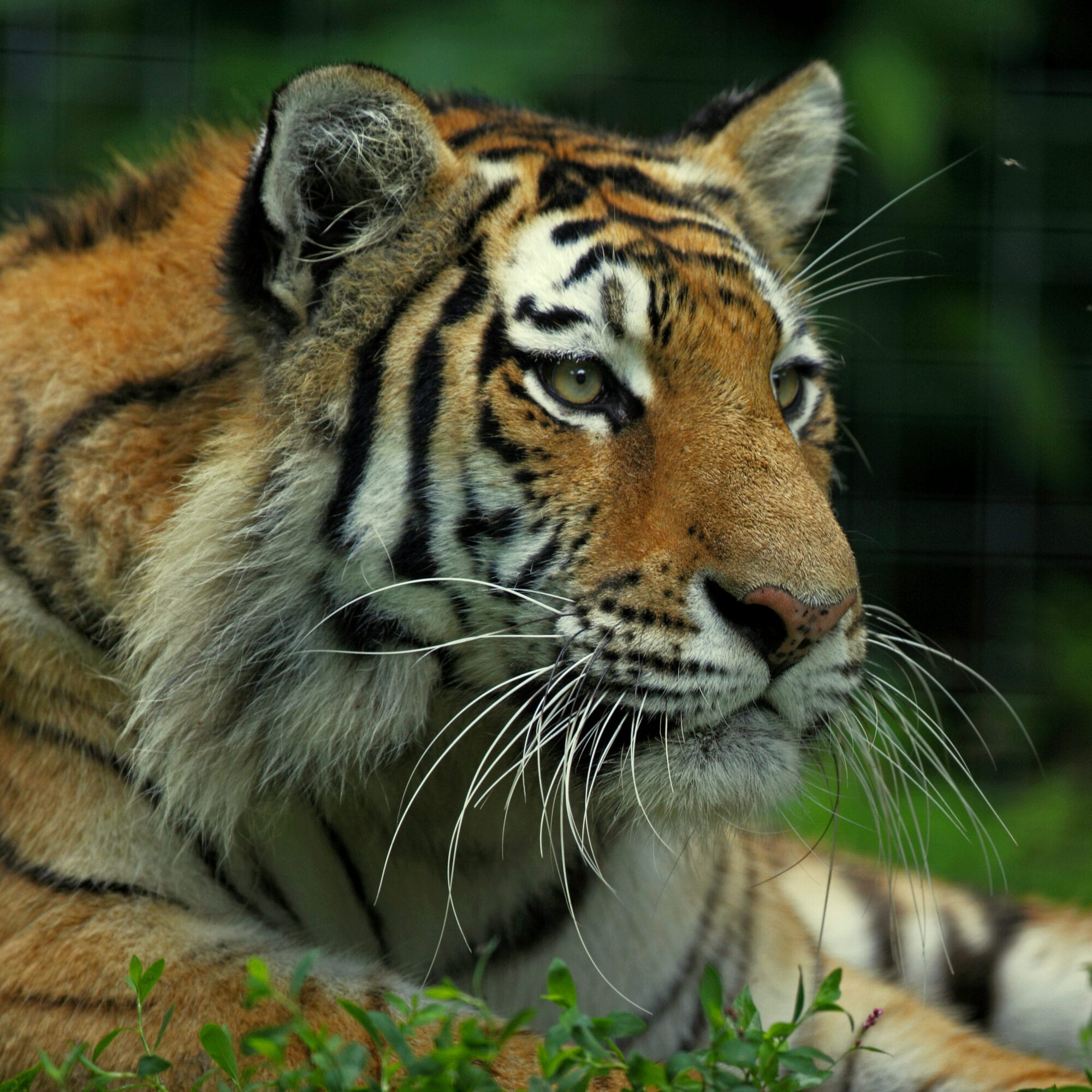 Integrated Tiger Habitat Conservation Programme - IUCN SOS