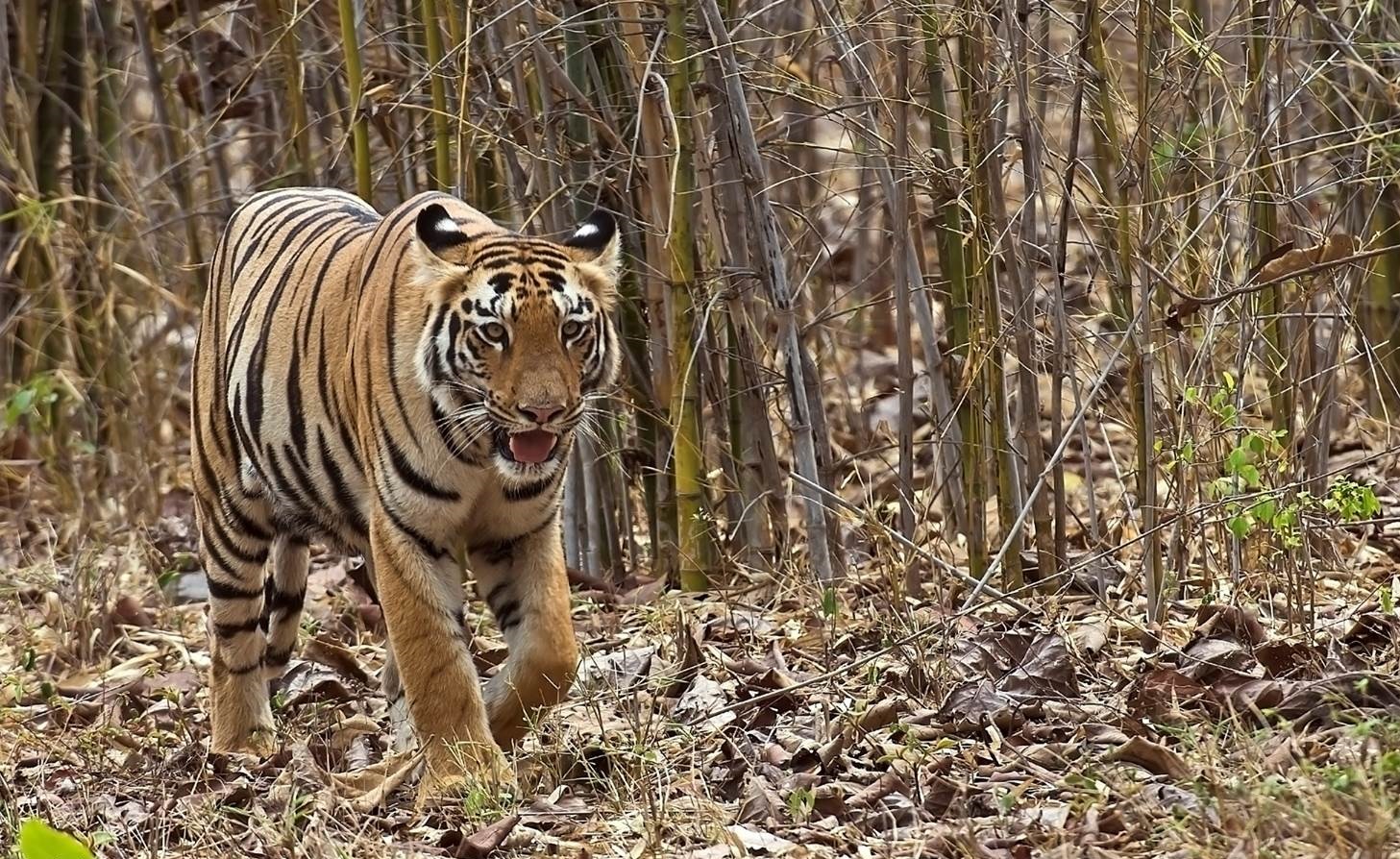 Securing source population of tiger, prey and habitats in Indo-Bhutan ...