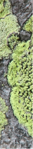 IUCN Save Our Species - Your partner to protect biodiversity
