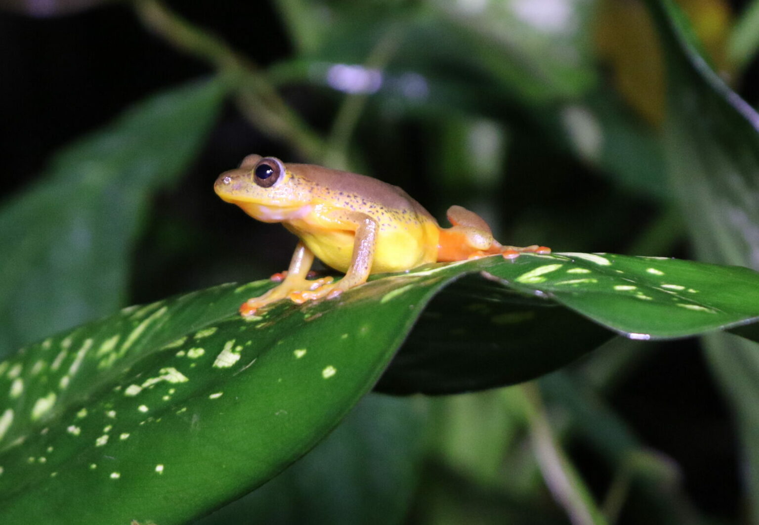 Sustaining Conservation Efforts at the Onepone Endangered Species ...