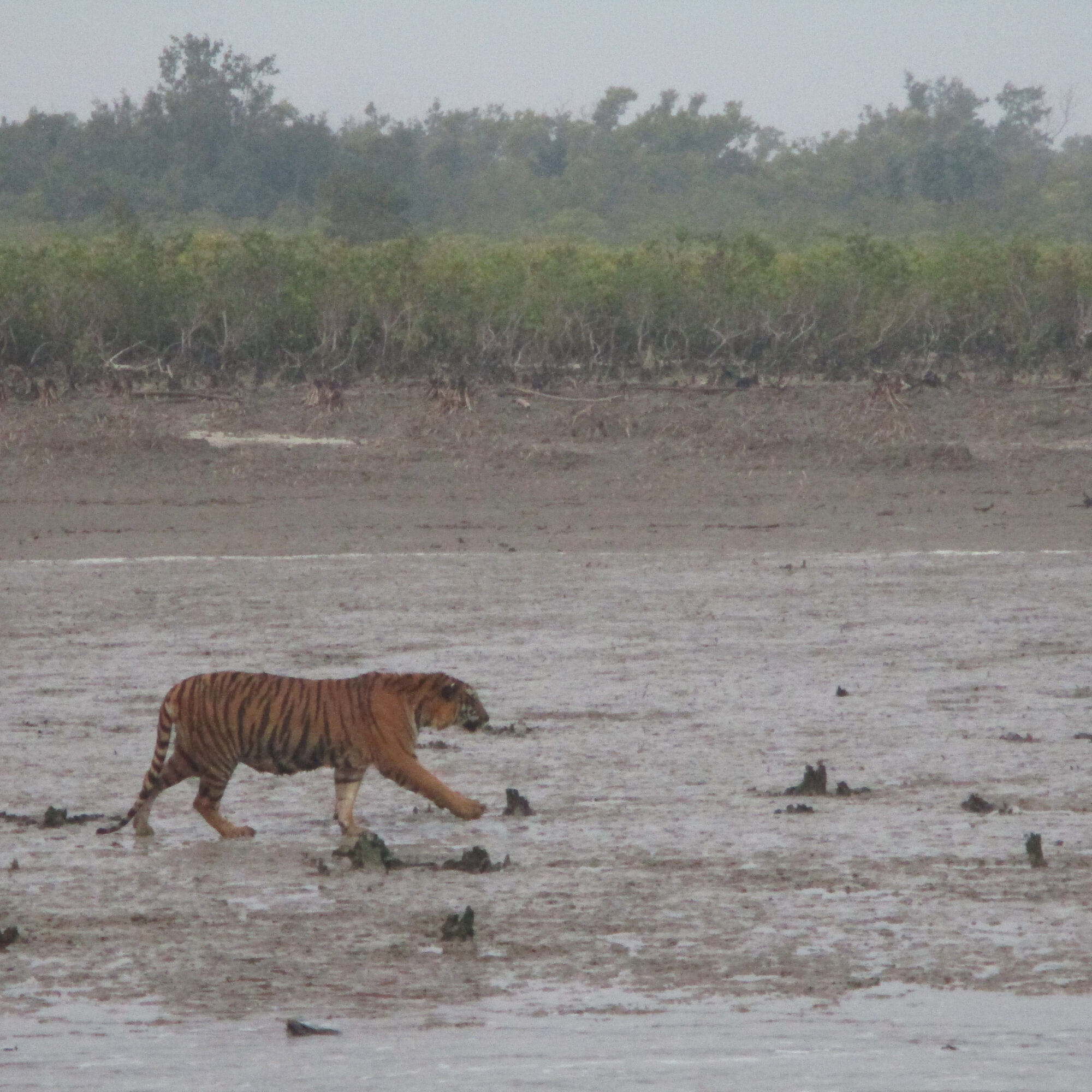 Integrated Tiger Habitat Conservation Programme - IUCN SOS