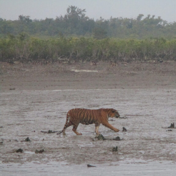 Integrated Tiger Habitat Conservation Programme - IUCN SOS