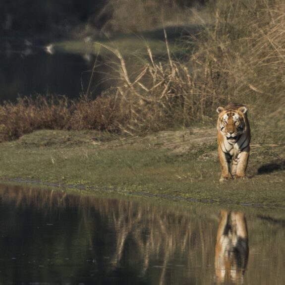 Integrated Tiger Habitat Conservation Programme - IUCN SOS