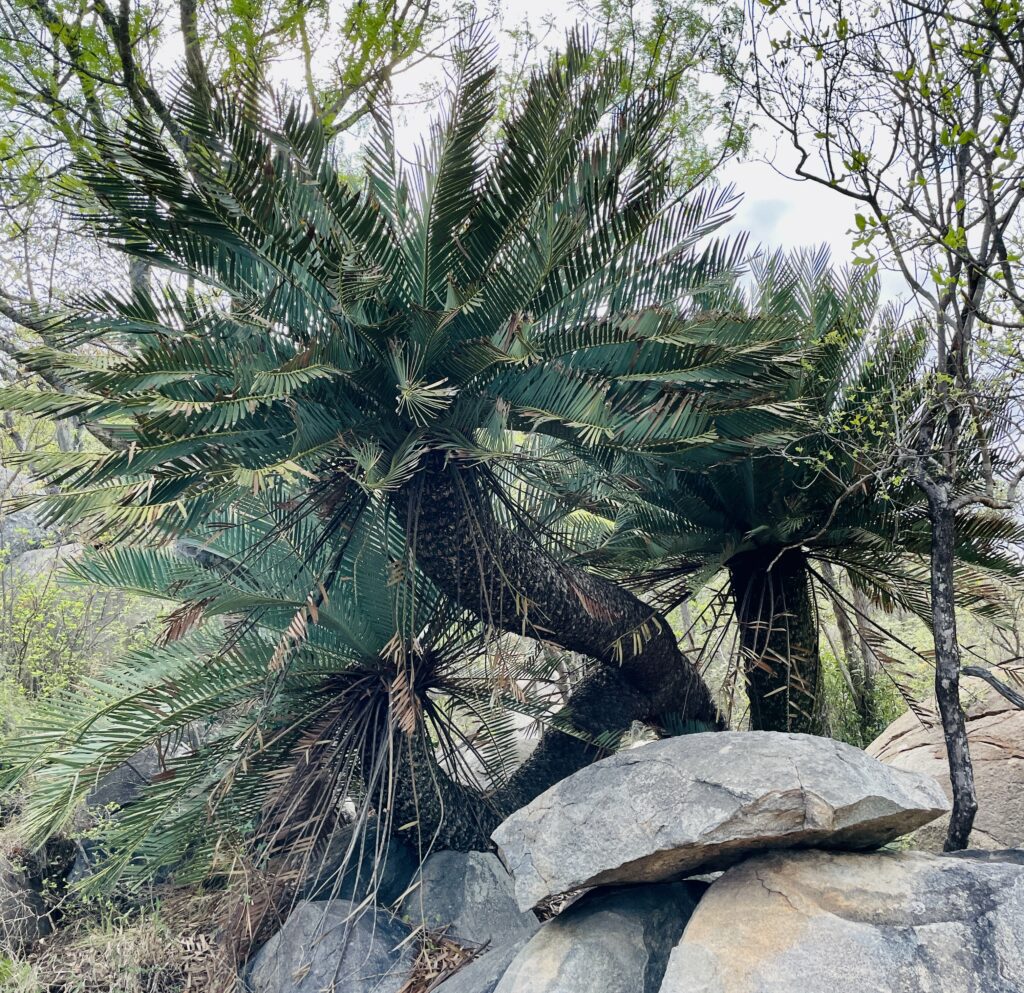 Protection of the Critically Endangered Lillie cycad - IUCN SOS