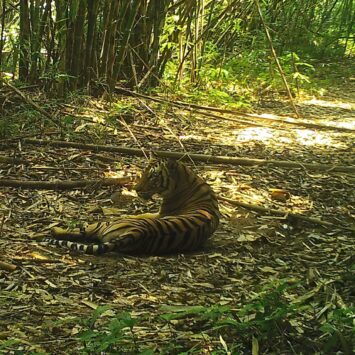 Integrated Tiger Habitat Conservation Programme - IUCN SOS
