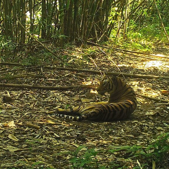 Integrated Tiger Habitat Conservation Programme - IUCN SOS