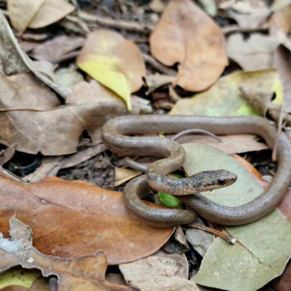 Fondation Segré Conservation Action Fund - IUCN SOS