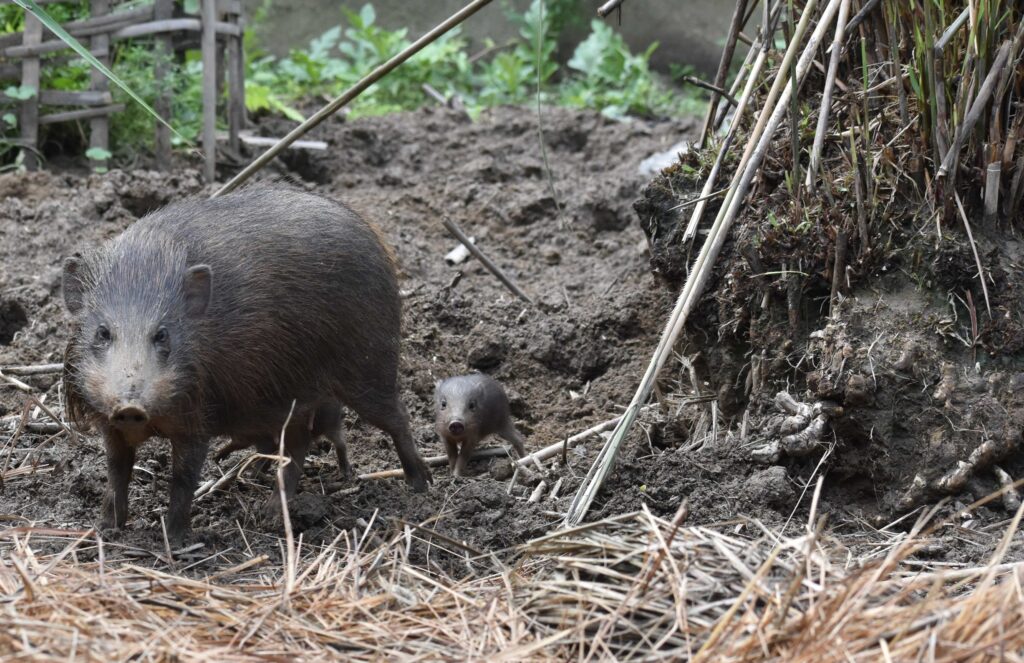 Securing sub-Himalayan grasslands for pygmy hog survival - IUCN SOS