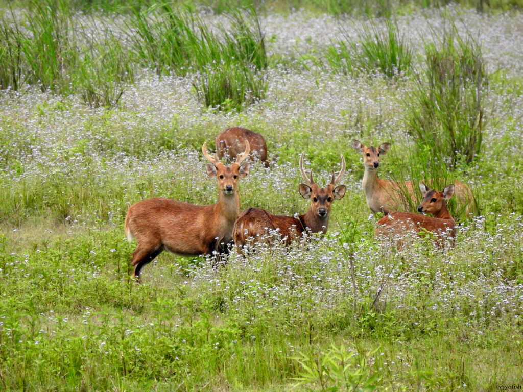 Assessing habitat and corridors for threatened ungulates in Northeast ...
