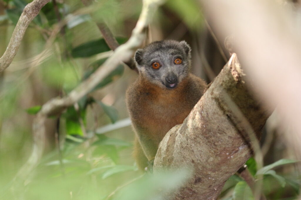 The gray-headed brown lemur, a key to conservation success in Efatsy ...