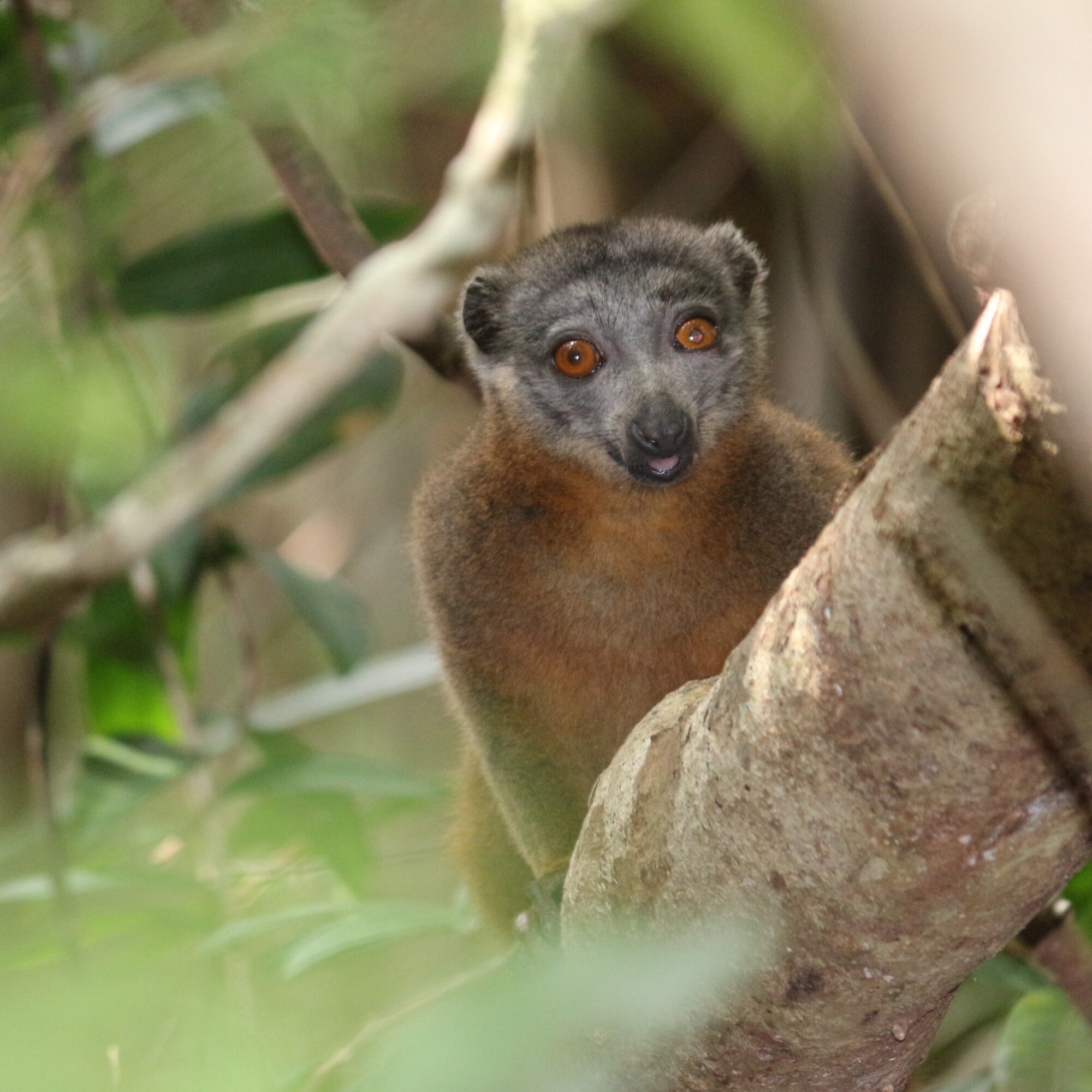 SOS Lemurs - IUCN SOS