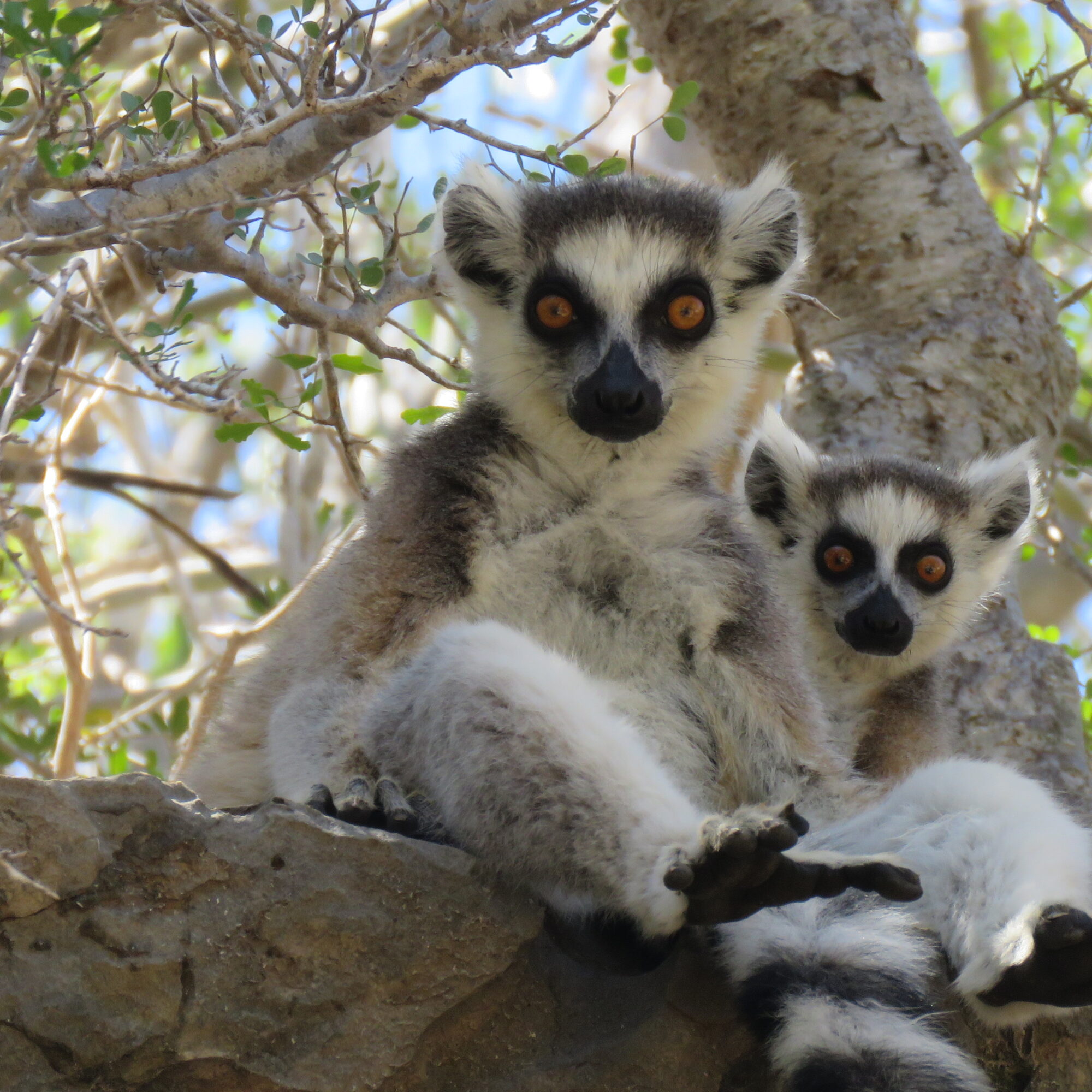 SOS Lemurs - IUCN SOS
