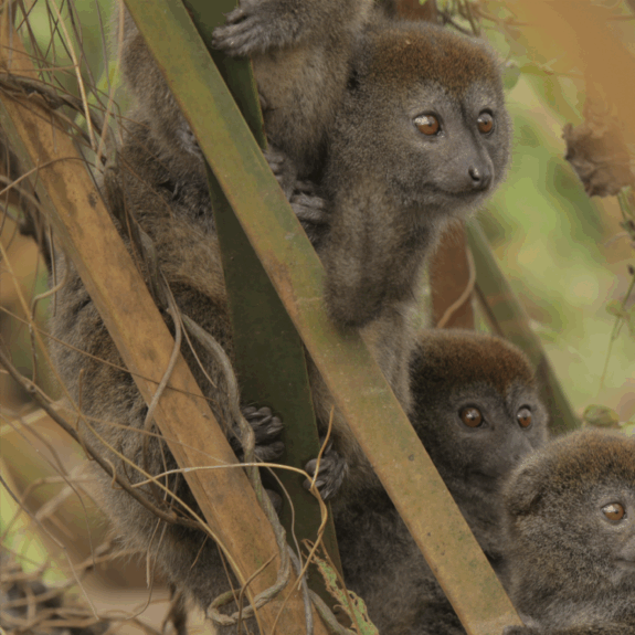 SOS Lemurs - IUCN SOS