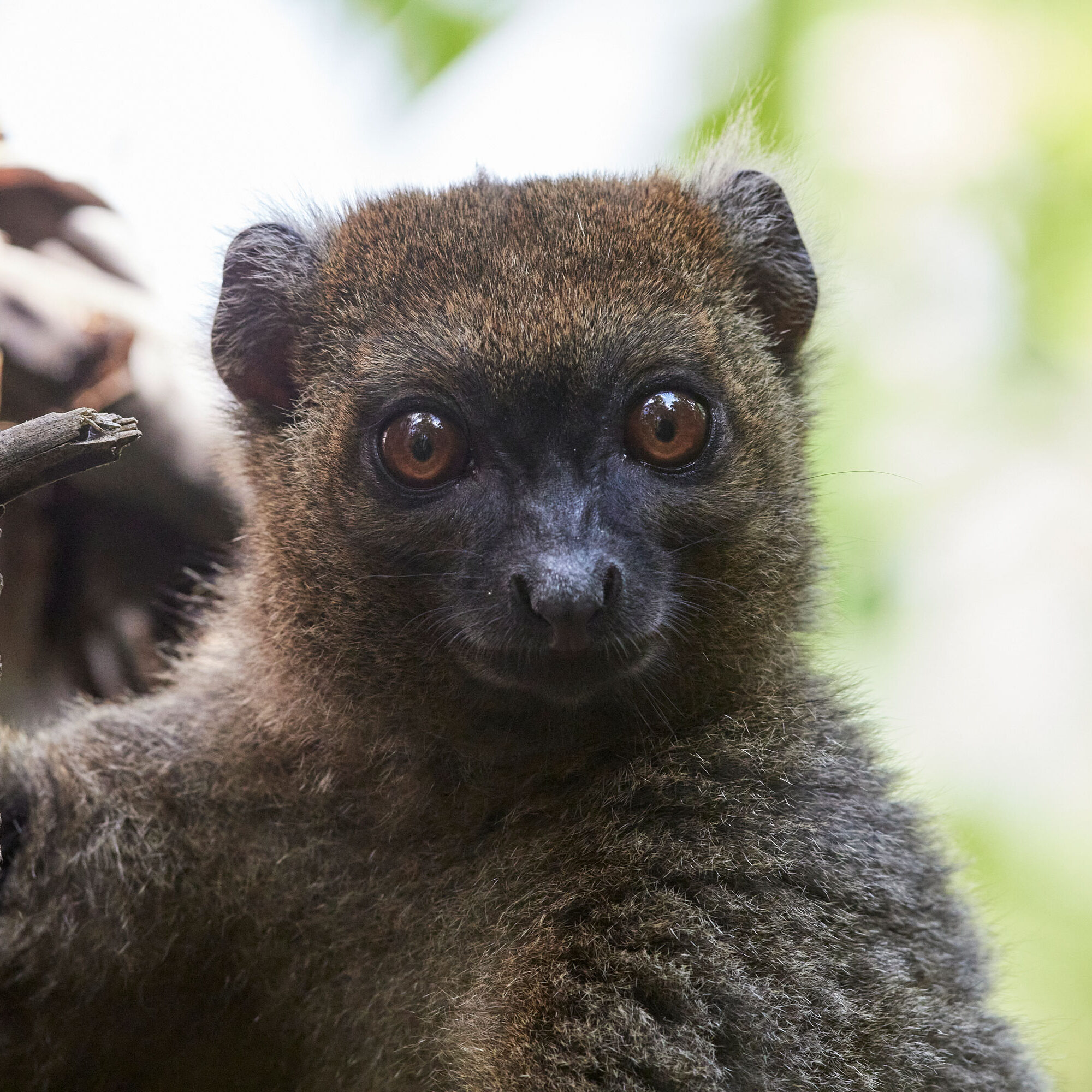 SOS Lemurs - IUCN SOS