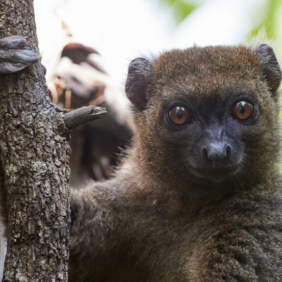 SOS Lemurs - IUCN SOS