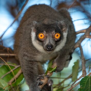 SOS Lemurs - IUCN SOS