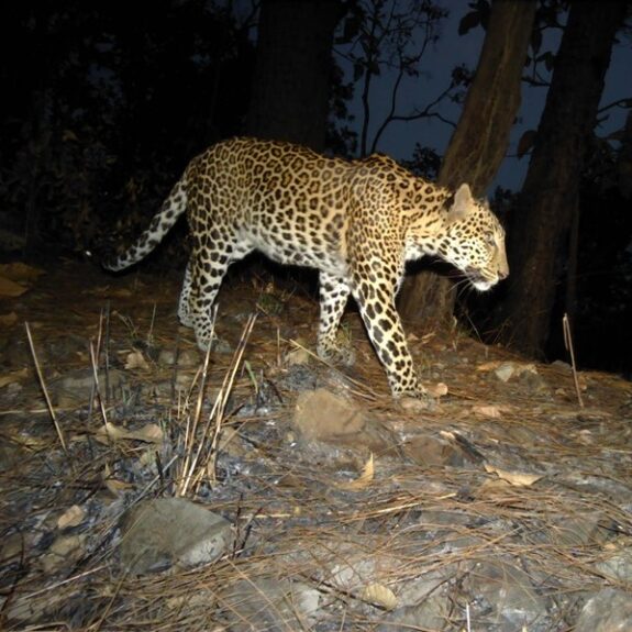 Integrated Tiger Habitat Conservation Programme - IUCN SOS