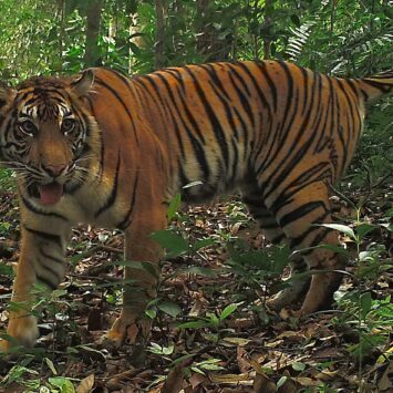 Integrated Tiger Habitat Conservation Programme - IUCN SOS
