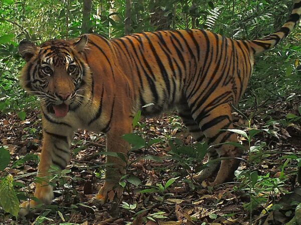 Scaling up an integrated conservation model for tigers and sustainable ...