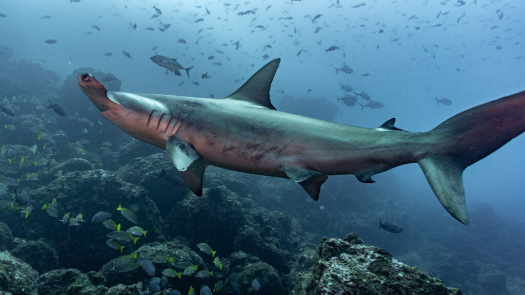 High Seas Agreement enters into force: A turning point for species ...