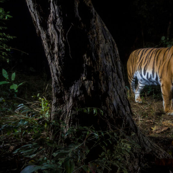 Integrated Tiger Habitat Conservation Programme - IUCN SOS