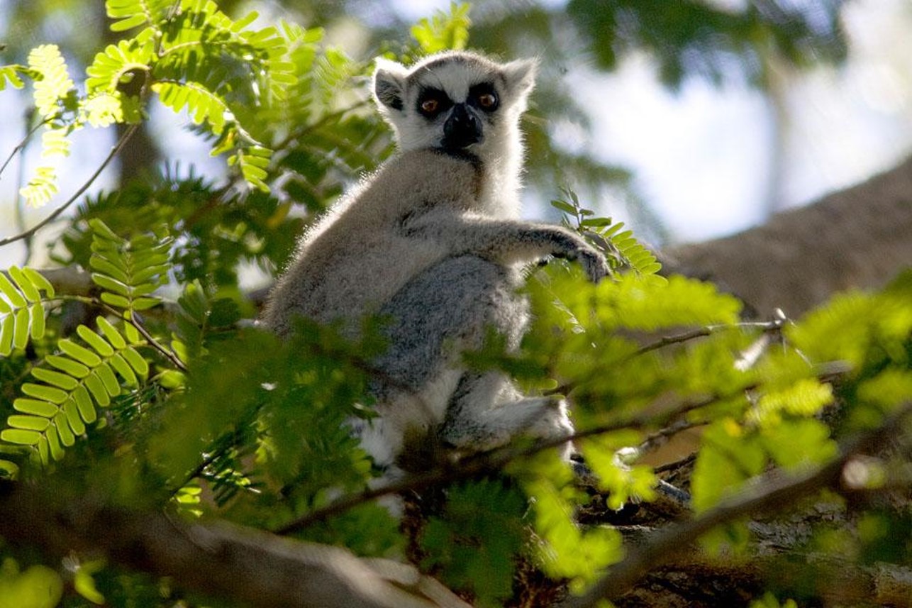 Protecting lemurs in Madagascar’s Mahafaly Spiny Forests - IUCN SOS