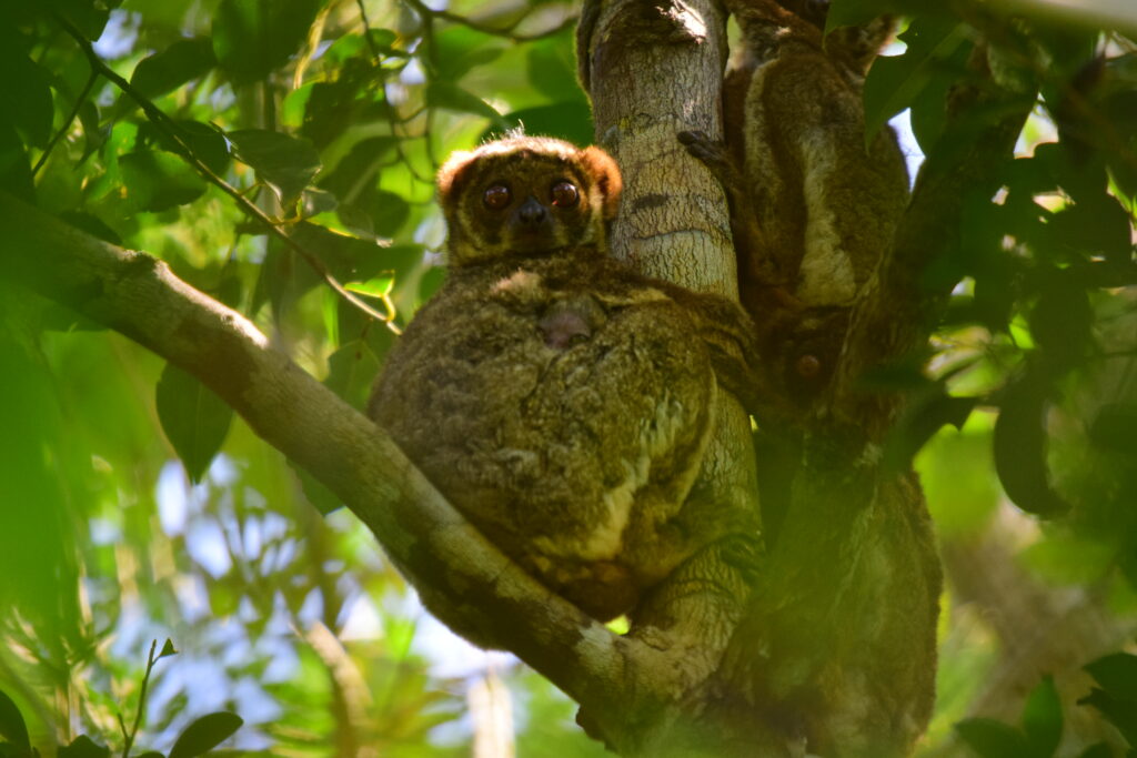 Protecting seven threatened lemur species in Vangaindrano’s final ...
